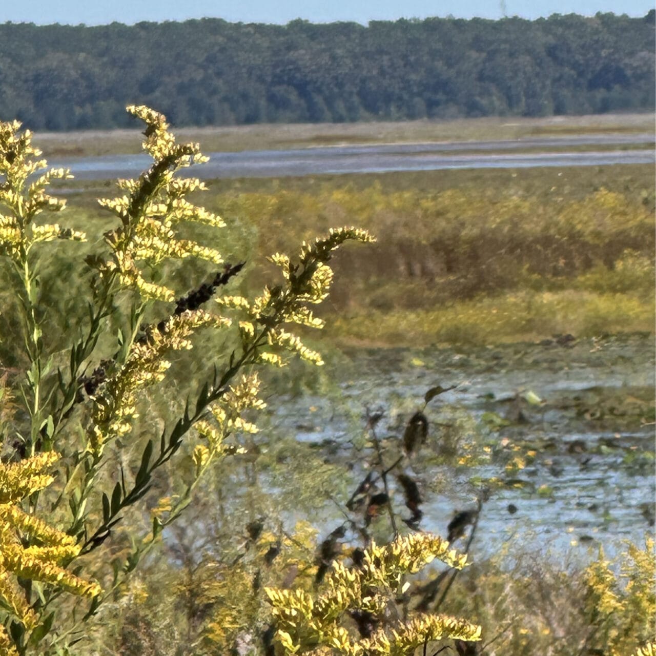 Protecting Lake Jackson - 1000 Friends of Florida